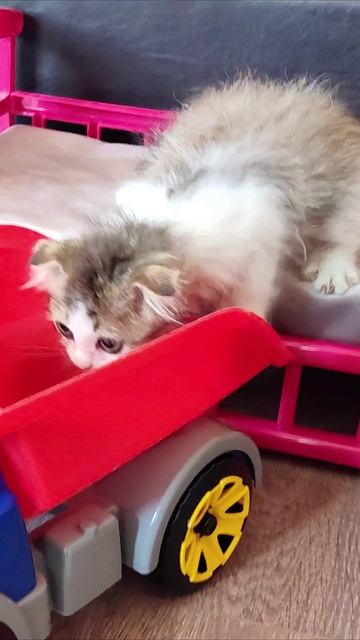 Котенок катался на игрушечном самосвале. #котята