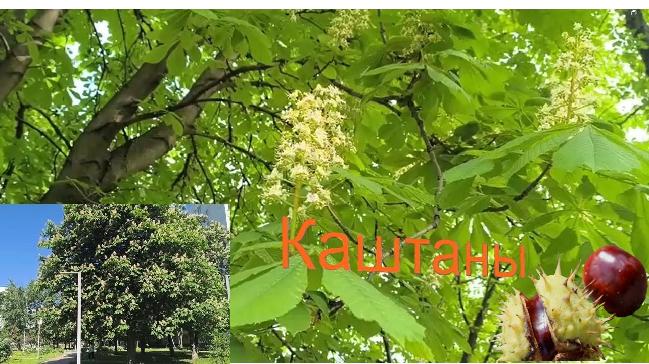 Каштаны. Легенда о происхождении каштана. Каштан - дерево любви, древних легенд и народных приданий.