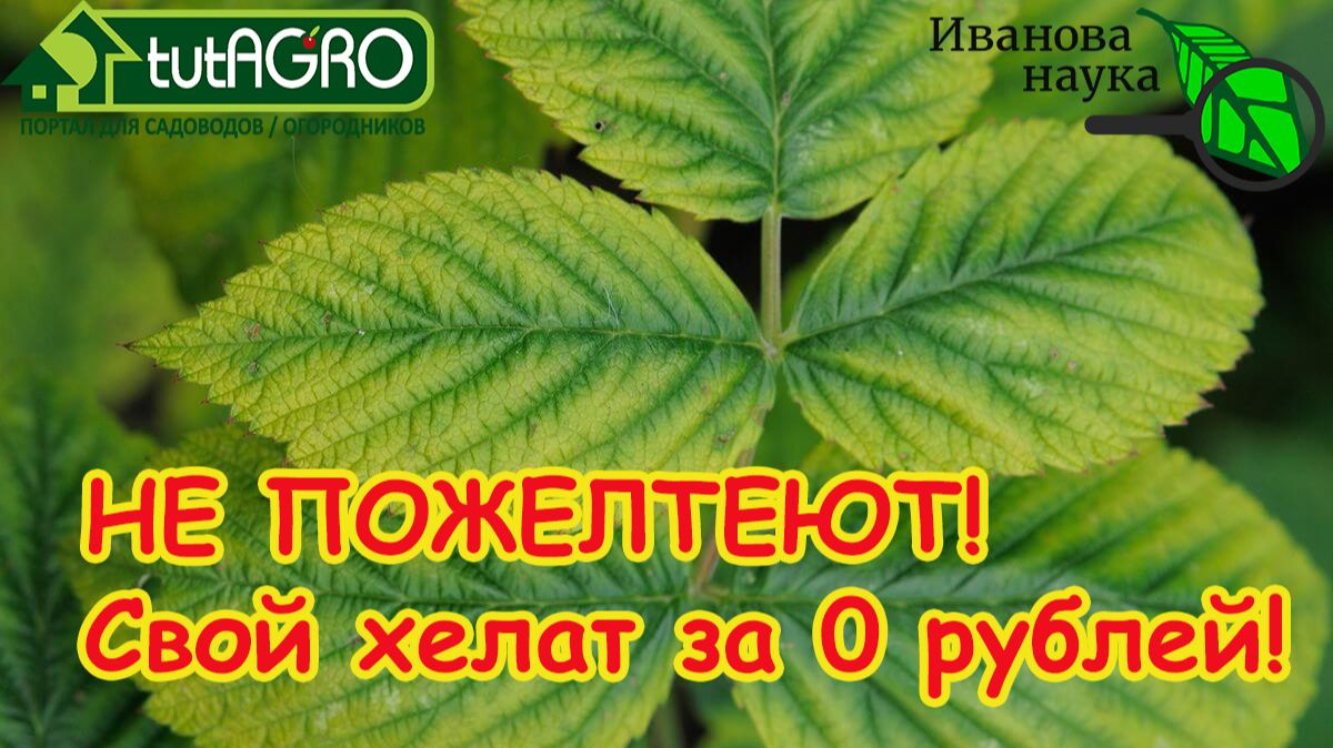 7 РЕЦЕПТОВ в 1 ВИДЕО: листья больше не пожелтеют! Хелат в 100 раз дешевле покупного. Лечение хлороза