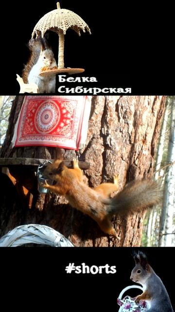 Белка пьет воду из ведерка