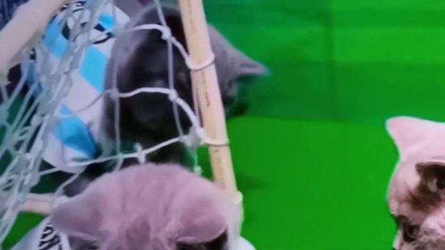 Прямая трансляция: Аргентина vs Германия
