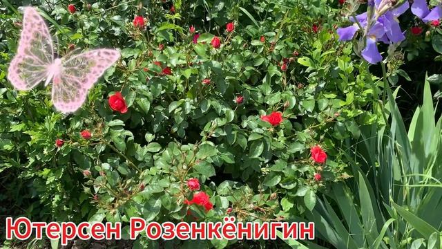 26.05.2026 Цветы у дома