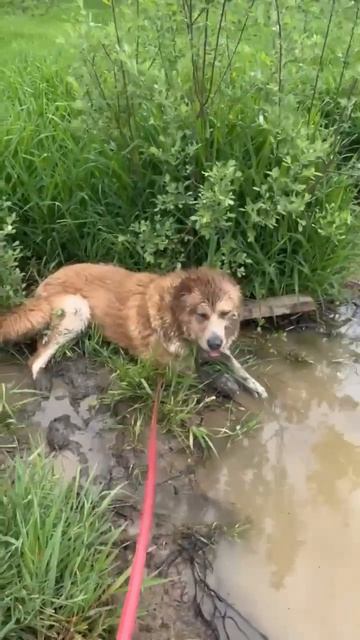Рыжая красавица САО Лина 🌸 🔎🏠❗Пост в описании видео 🎥 #dog #собака #алабай #animals #любовь #сао