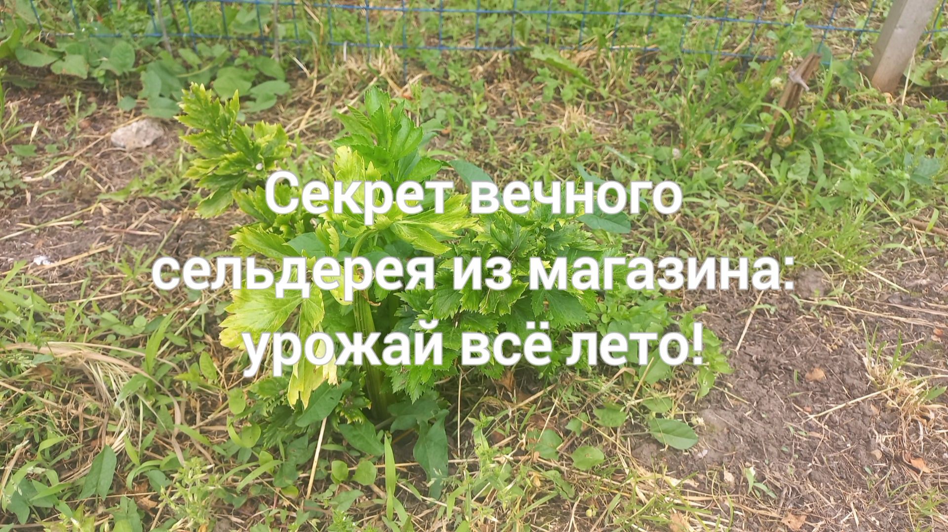 Секрет вечного сельдерея из магазина: урожай всё лето!