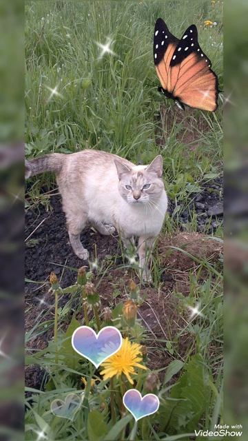 🌸 СИРЕНЕВАЯ И БЕЛАЯ СИРЕНЬ, КОШКА МАША 🌸 27 МАЯ 2026 г.🌸