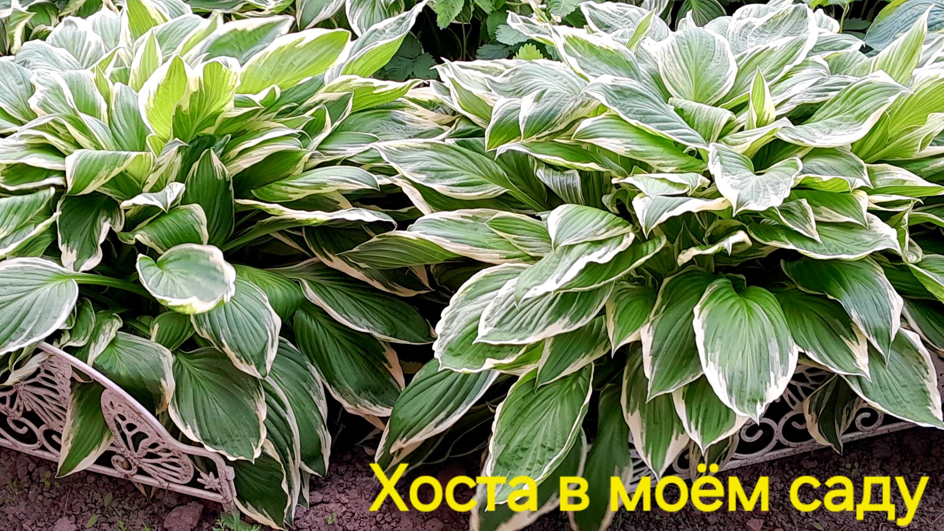 ХОСТА в моём саду