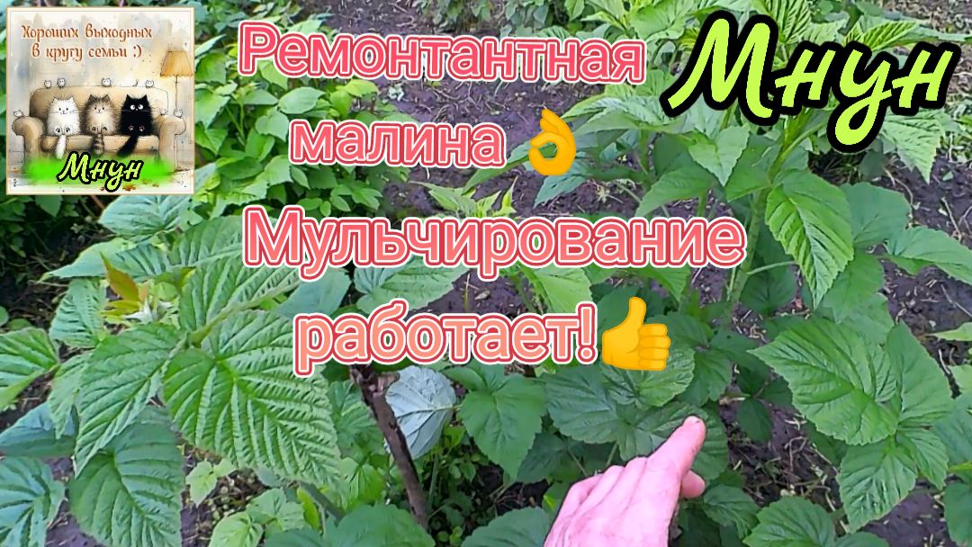 Мульча работает👍ремонтантная малина уход💪