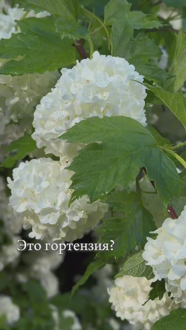 Необыкновенная калина обыкновенная. Сорт Бульденеж