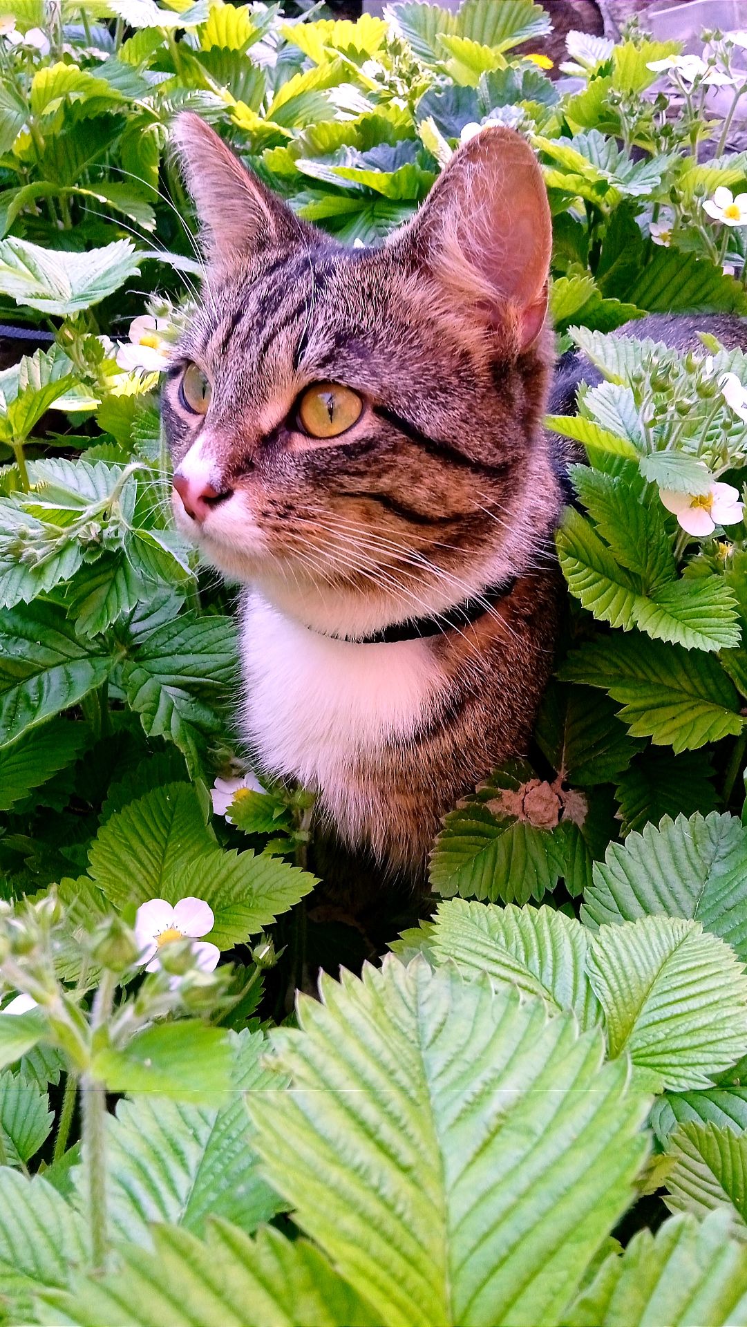Котик в цветочках или прогулка во садули-огороде.