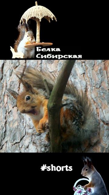 Белка зевает под дождем
