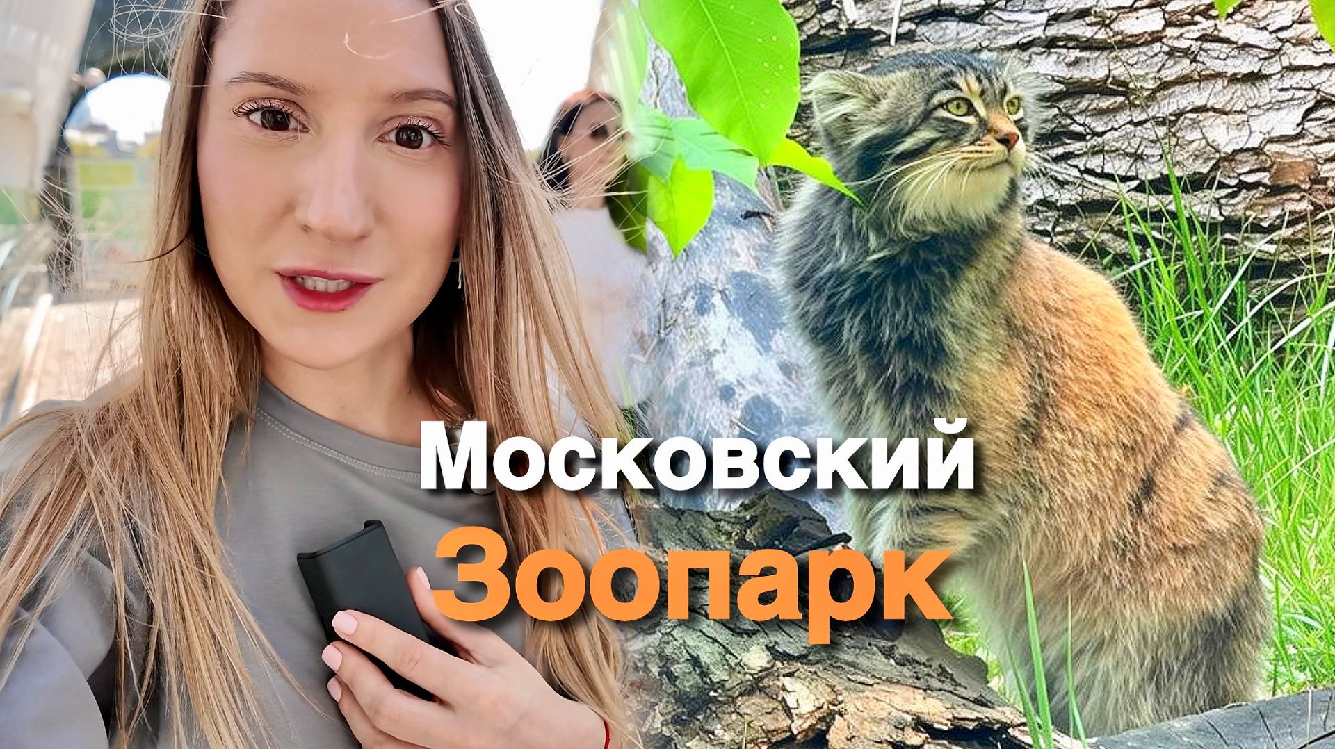 Звёзды Московского зоопарка: манул Тимофей, муравьед Диего и неустрашимые медоеды!