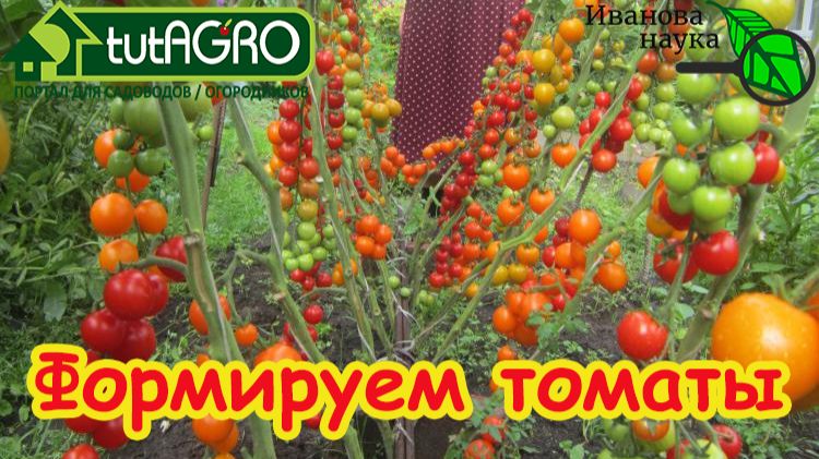 🍅 Помидоры в 2 ствола или 2 в лунку — что выберут профи? 🔥 Секрет урожайности томатов. Формируем.