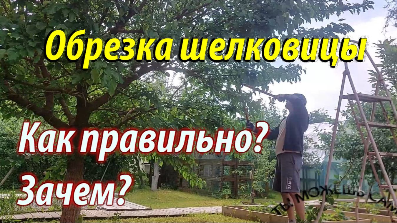 Обрезка шелковицы (тутовника) ВЕСНОЙ.  Как правильно и зачем
