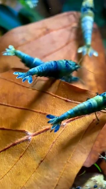 Blue Blots /синие кляксы/