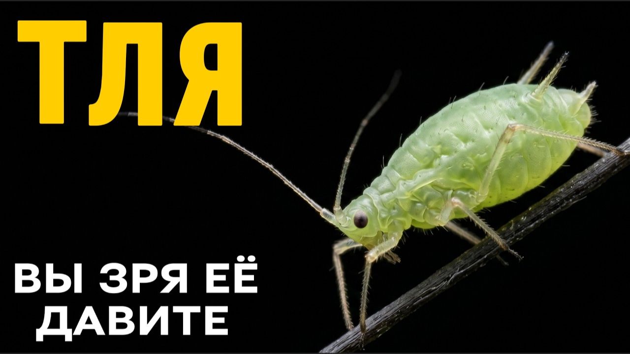 Тля: самое недооценённое существо на планете — полный разбор.