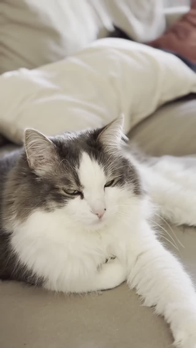Кот Тяпа