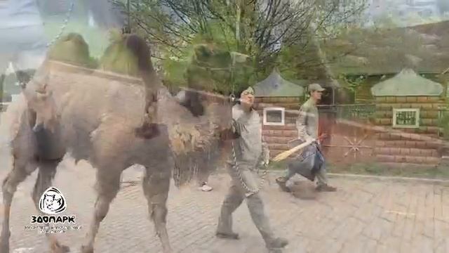 Прогулка самки двухгорбового верблюда в зоопарке Удмуртии. Очень интересный видос про животных.