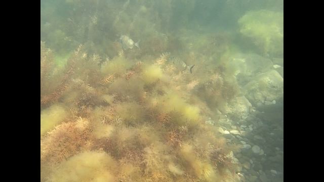 Судак. Крым. Подводная съёмка в Чёрном море. зубарик в кадре