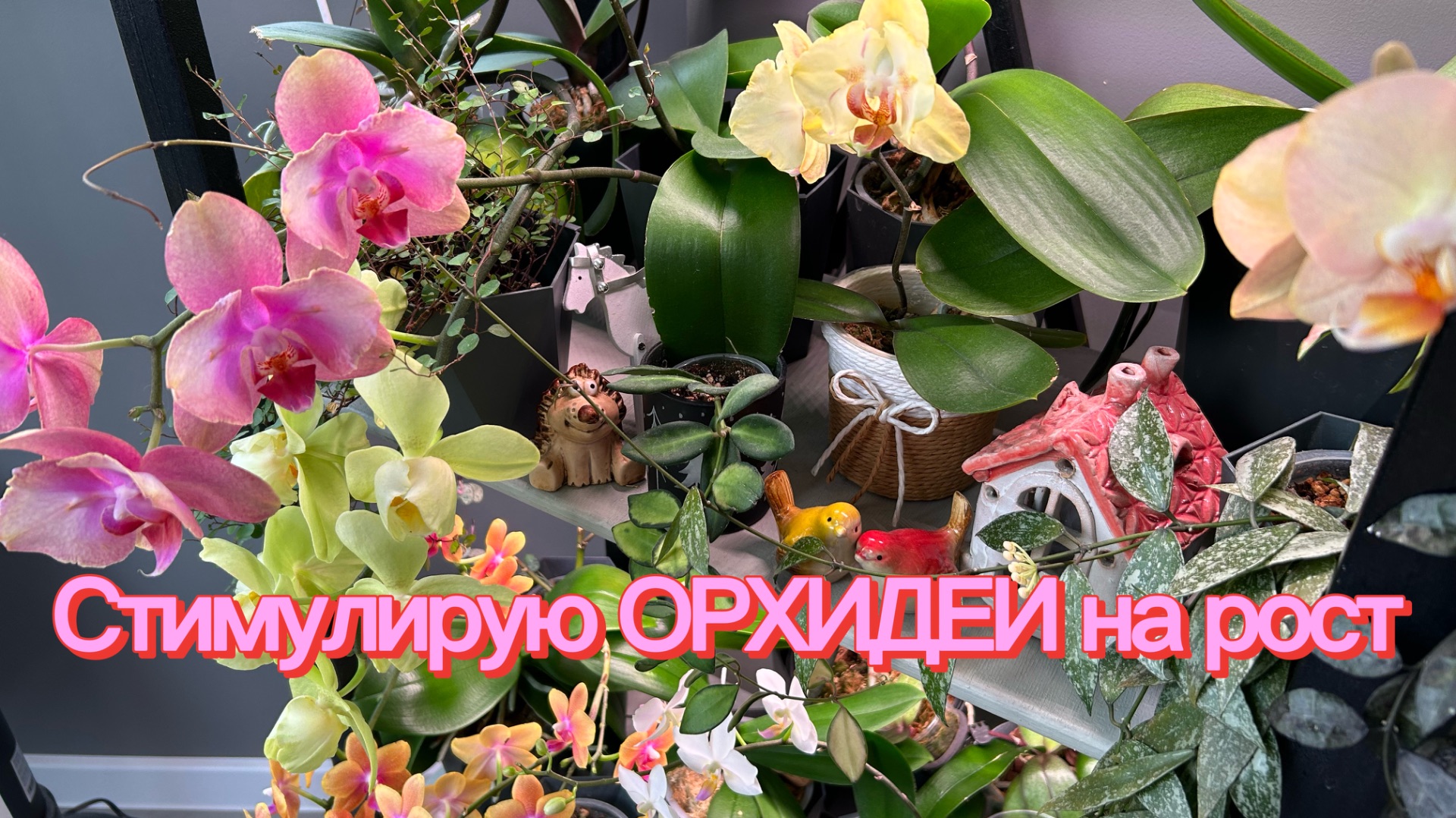 Ухаживаю за ОрХиДеЯмИ 🌸 Полив с удобрением ✅ #орхидеи