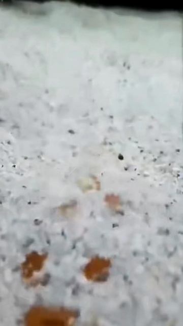 Картофельный Фугу