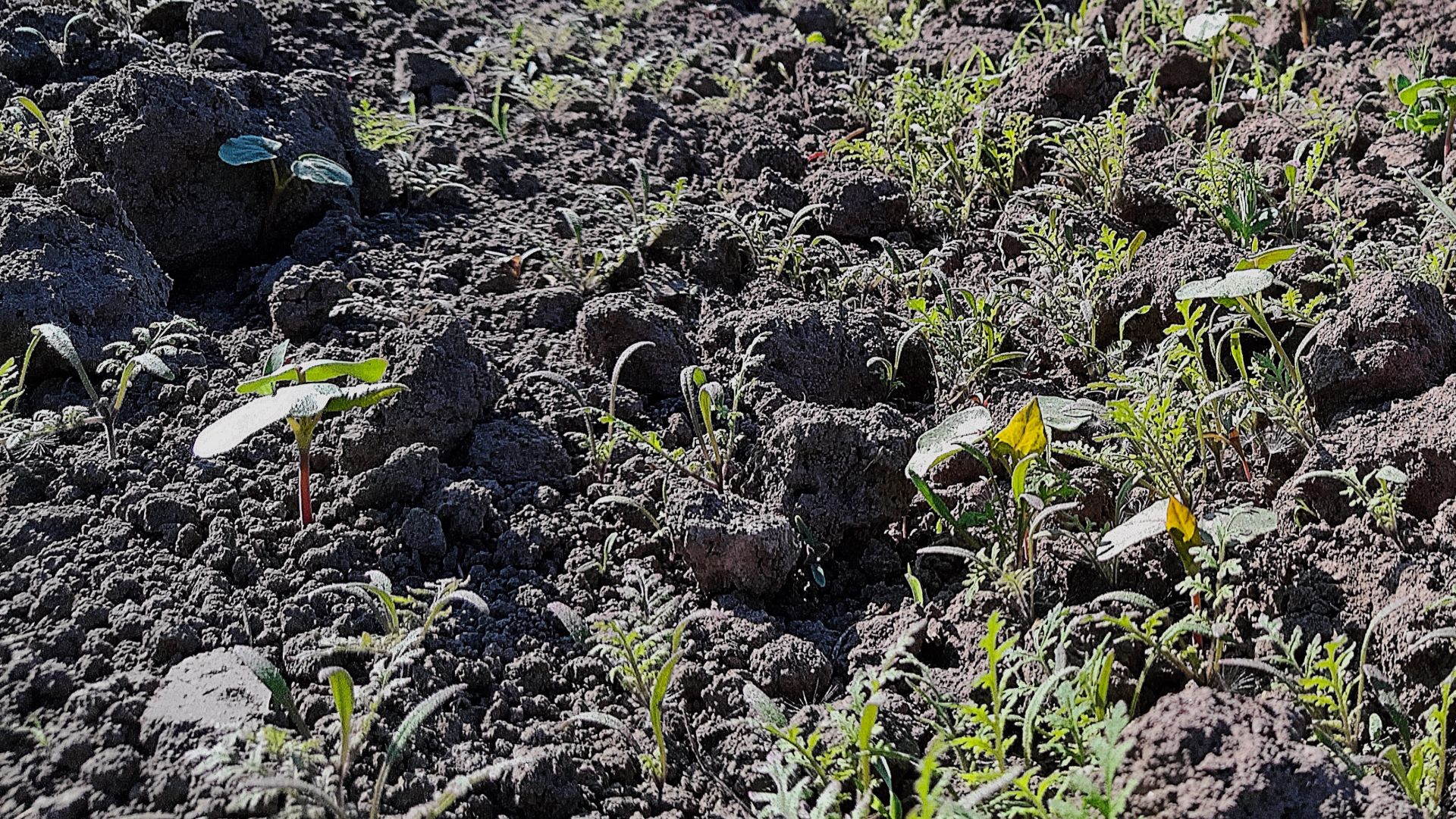 Весенние сидераты