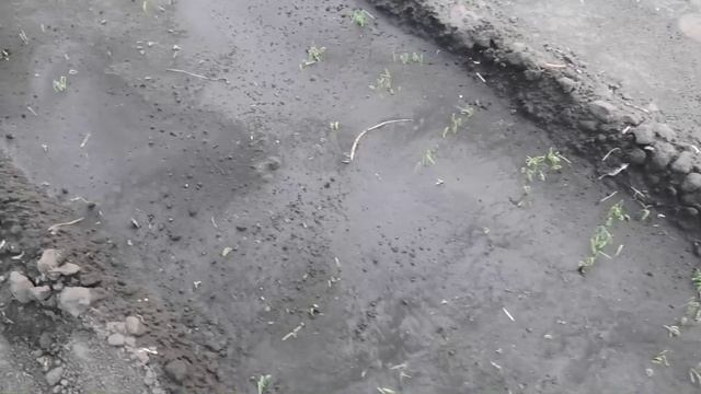 Лук из семян 27 мая