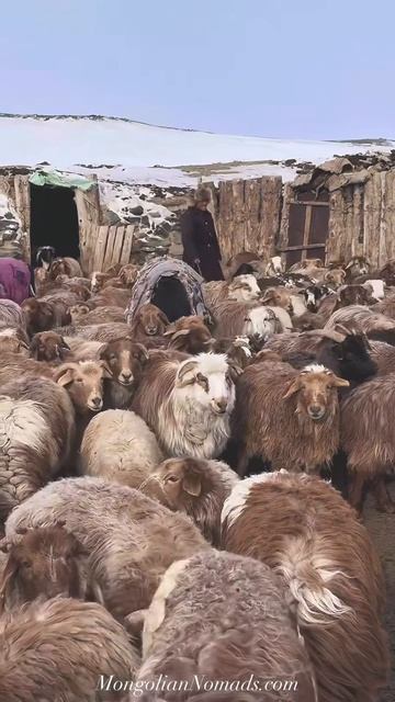 🕌 🇰🇿 🕊️ 💕⃝🕊️🥀🏔️ 🐑 Мал бағып барам… 🐑🏔️ Алтайдың кең даласында...   🕊️🥀 🌸🌹🌺 🇰🇿 🕌
