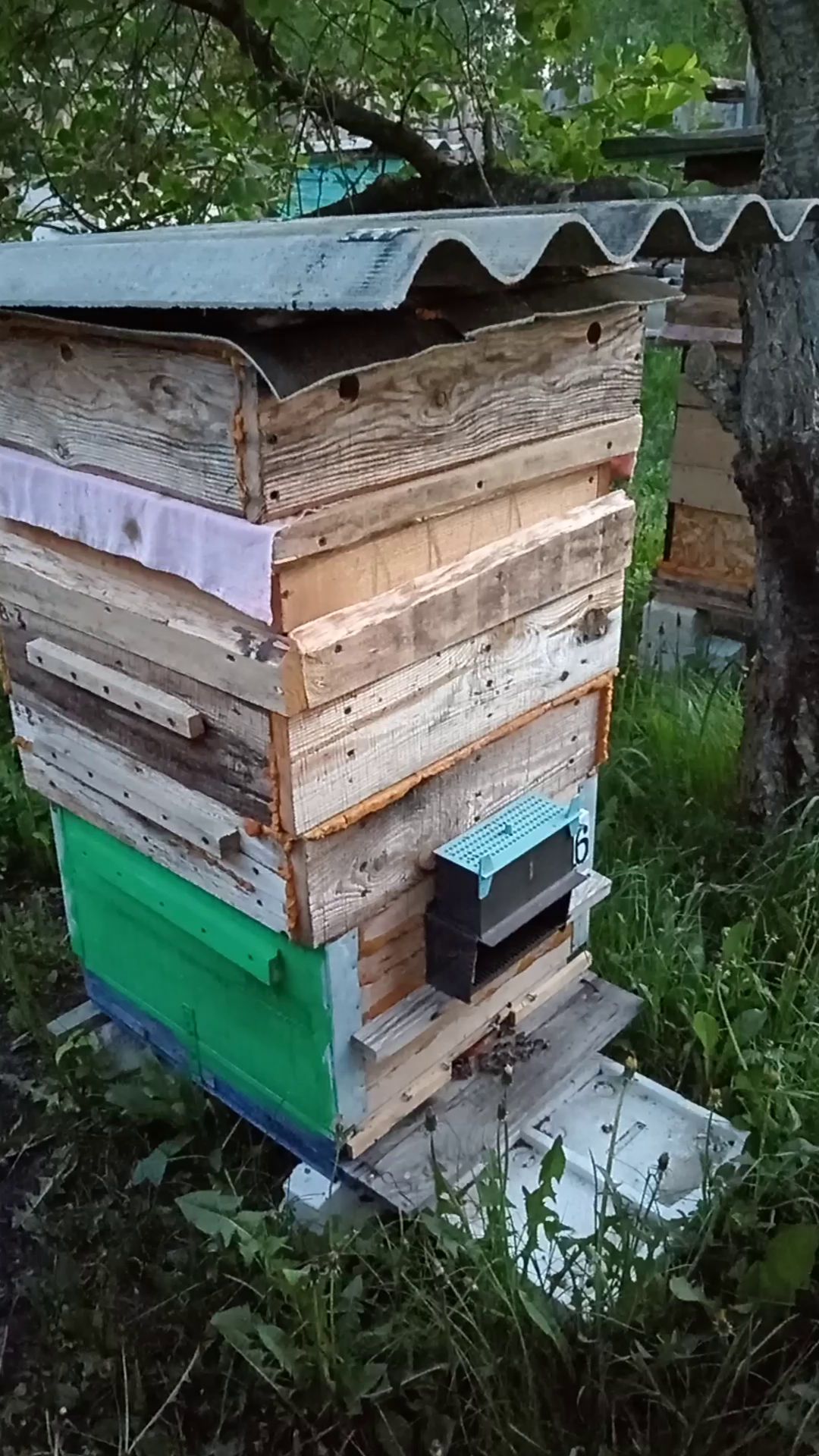 Моя Пасека в конце мая