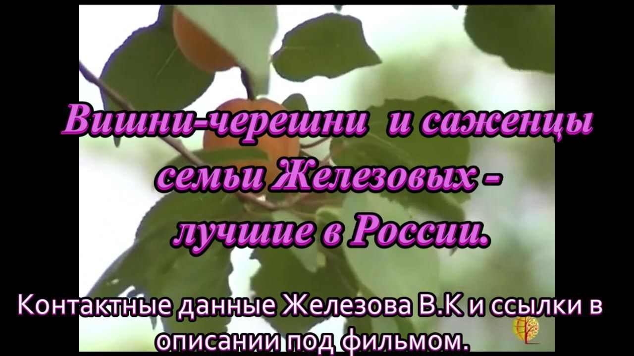 Вишни-черешни  и саженцы семьи Железовых - лучшие в России.