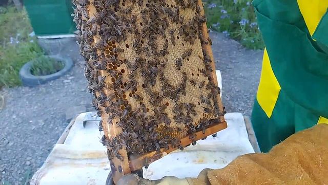 Ревизия пчел поздней весной за месяц до изоляции и вывода маток. И главного взятка на южном берегу.