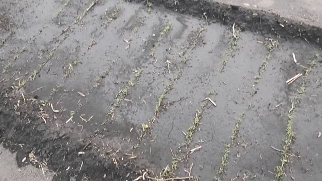 Всходы моркови 27 мая