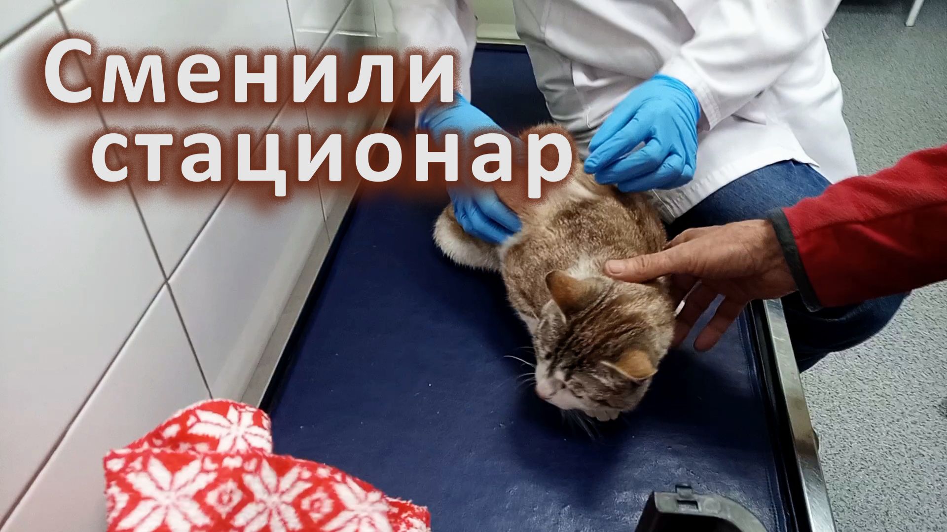 Наблюдаем за котом, спасаем других