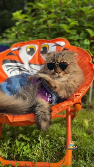 Когда до лета осталось совсем чуть-чуть☀️😸 #котики #юмор #животные