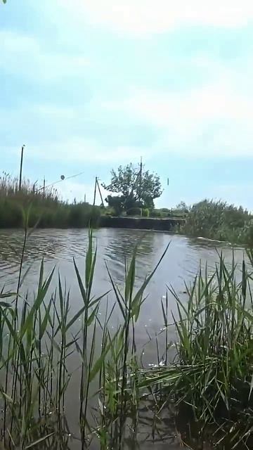 Карась на поплавок. #карась_весной #рыбалка
