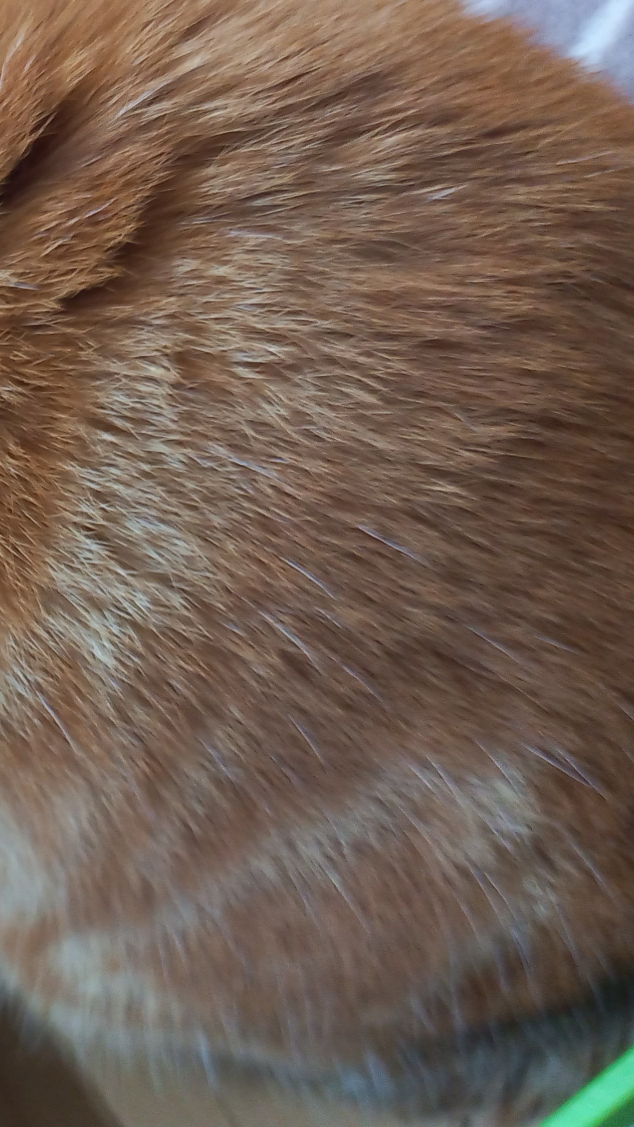 кошачья коробка