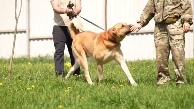 🔎🏠 медвежонок с большим ❤ САО Георгий 🍀❗Пост в описании 🎥 #dog #собака #алабай #любовь #друг