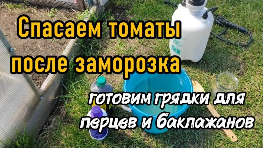 Спасаем томаты после заморозка. Готовим грядки для перцев и баклажанов.