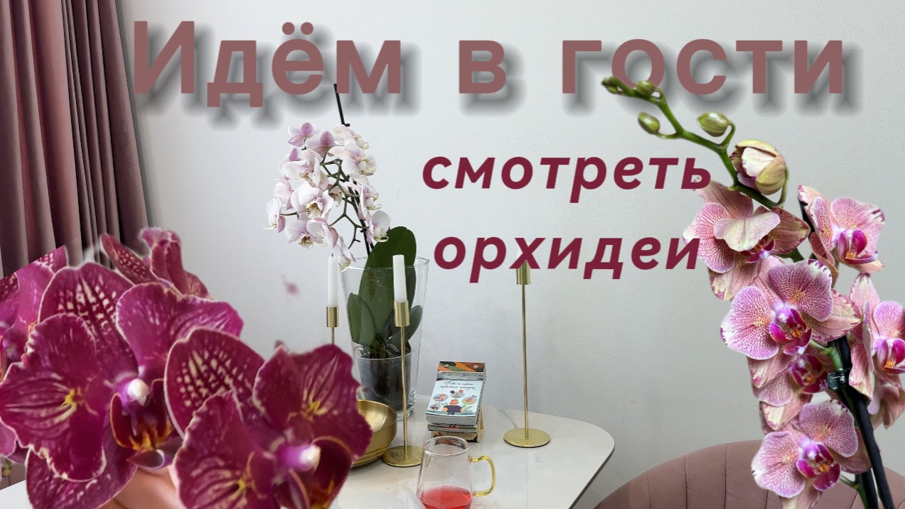 Орхидеи на полках украшают комнату. Гостевое видео🤩