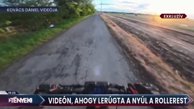 В Венгрии заяц сбил самокатчика, момент попал на видео