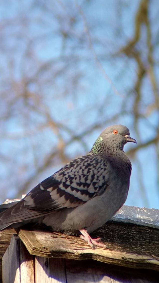 Сизый голубь (лат. Columba livia)