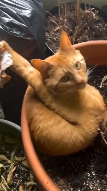У вас кот пророс
