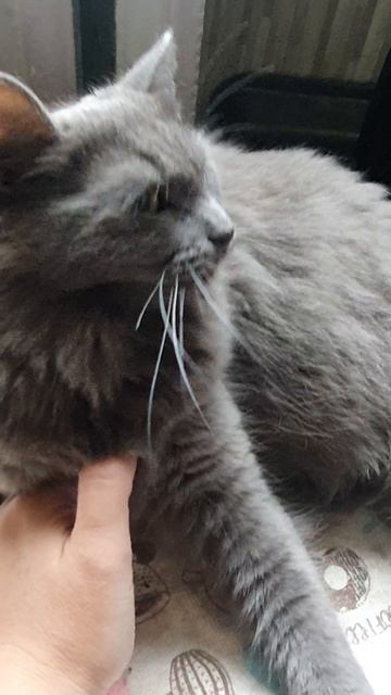 СЕРАЯ КОШКА