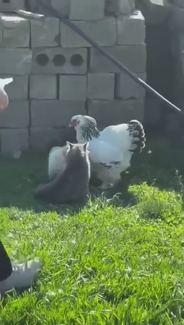 боевая курица