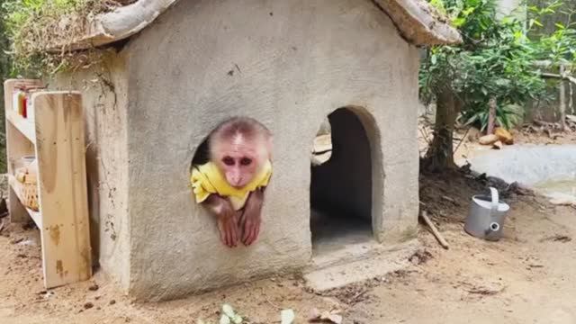 Удивительная жизнь маленькой обезьянки 6ч.🙈🐵🐒🦧