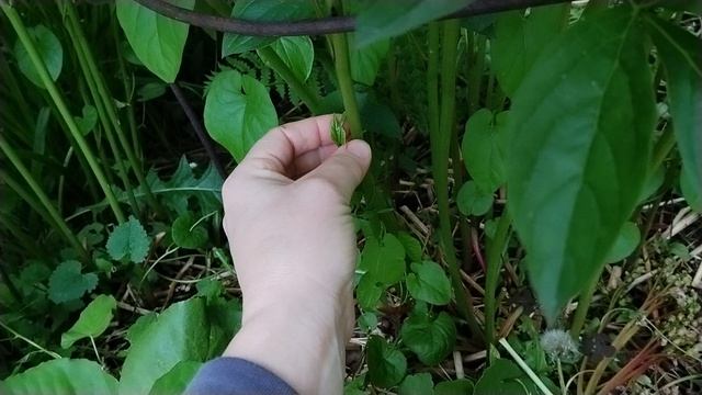 Вьюн на участке