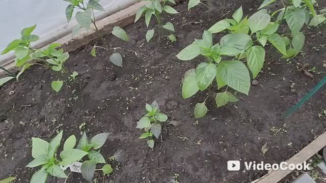 Влог/297/Один день на даче/ Дождь, холод, рисую картину, готовлю..