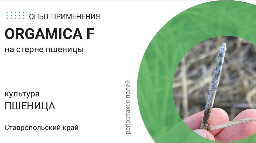 Репортаж с полей. Применение Orgamica F в Ставропольском крае_2023 г