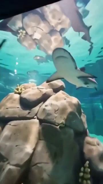 🌊✨ ЧАРУЮЩИЙ МИР: морские обитатели, магия глубины в каждом кадре