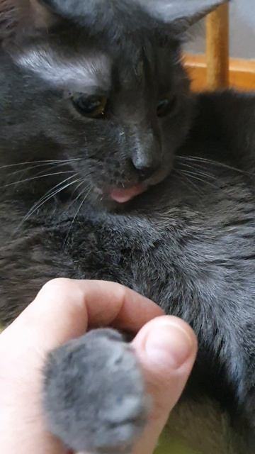 КОТИК ДЫМОК