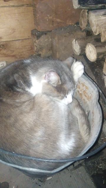 ✔Кот😺 в ведре🐾✔